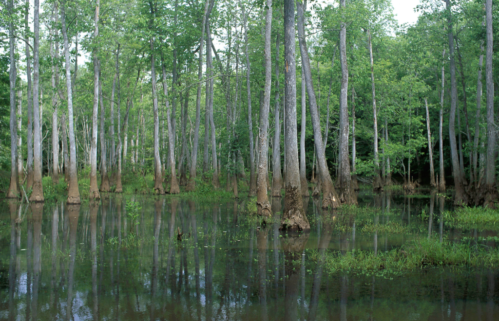 The origins of The Swamp | Sharyl Attkisson