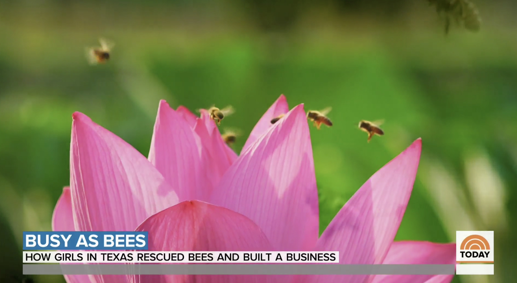 Bee heroes: NBC | Sharyl Attkisson