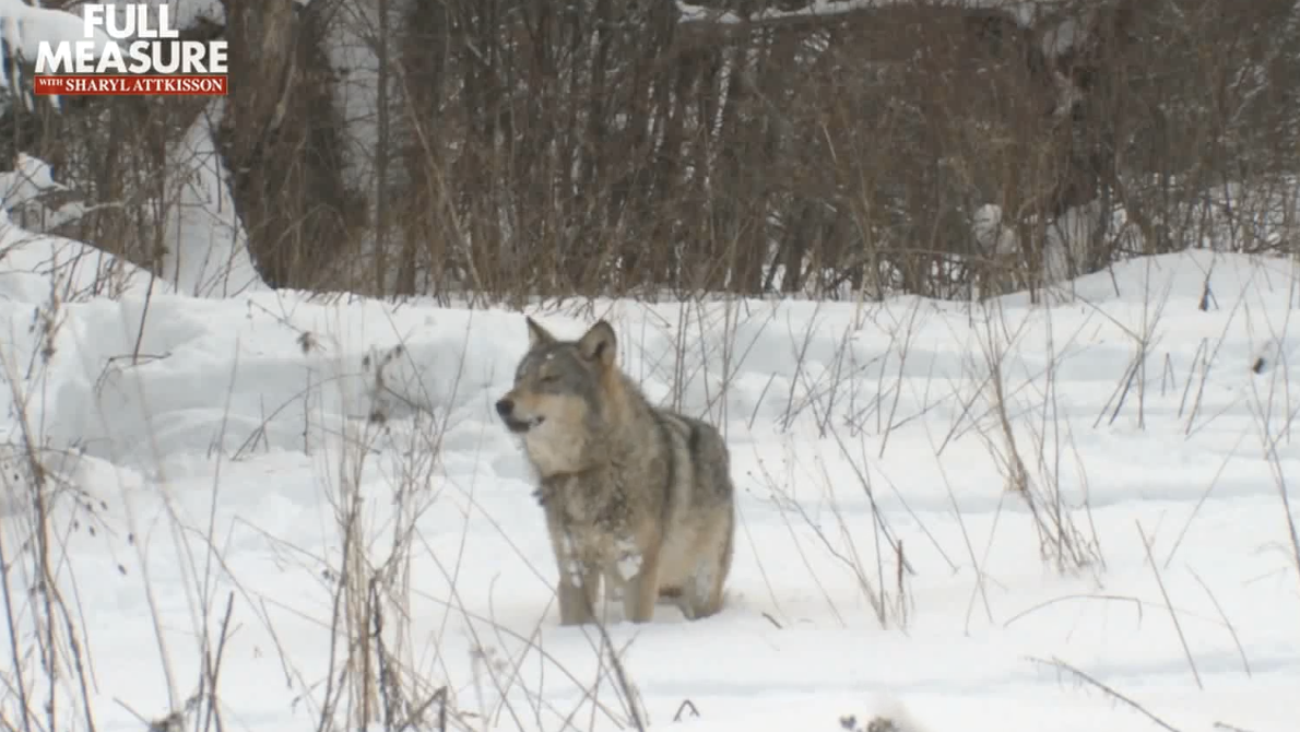 The return of wolves | Sharyl Attkisson