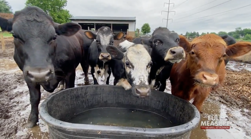 (WATCH) Farm Inflation | Sharyl Attkisson